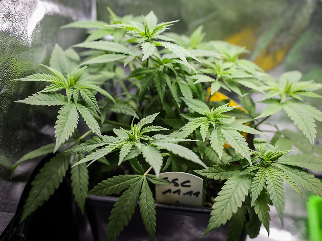 Deutscher Bundestag beschliesst Cannabis-Freigabe Deutscher Bundestag beschliesst Cannabis-Freigabe
