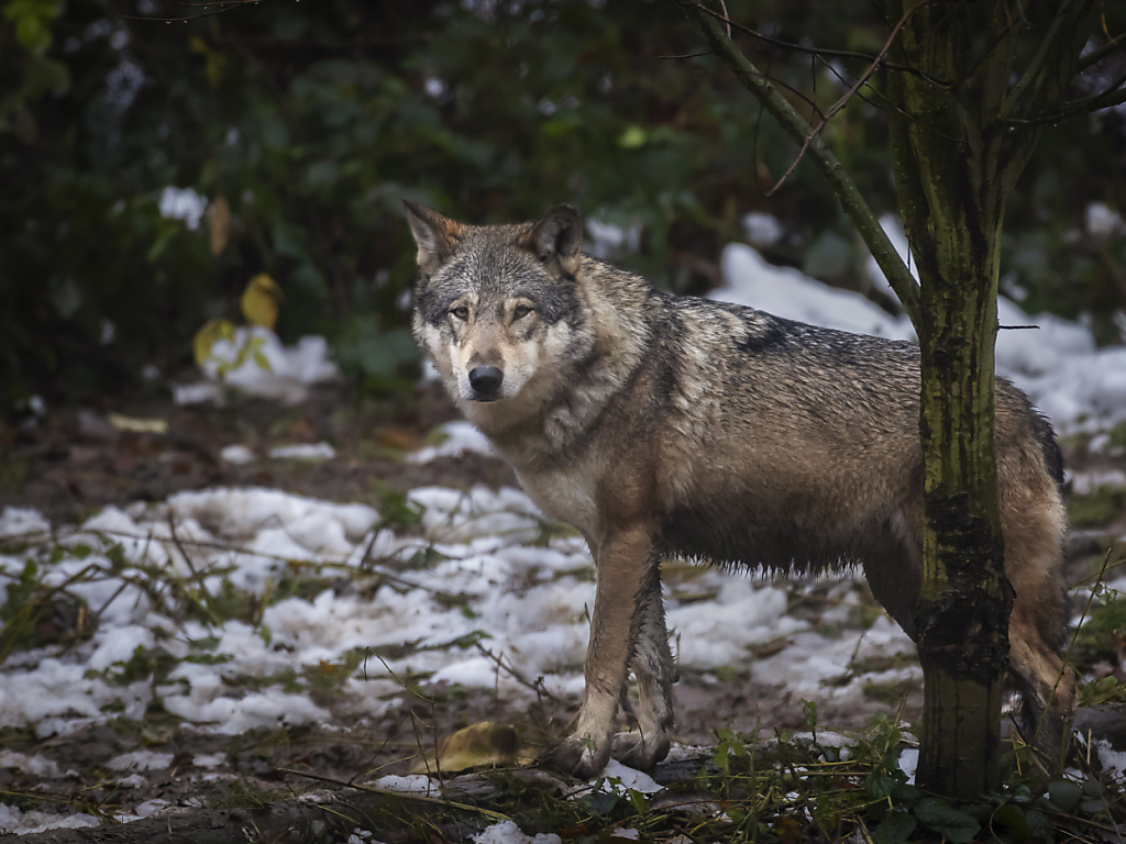 Kranker Wolf oberhalb von Bad Ragaz erlöst